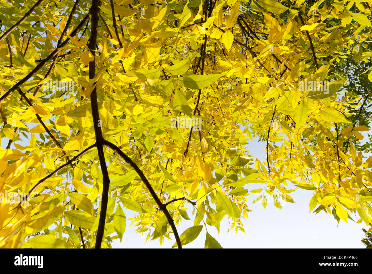 Beautiful sunlit yellow tree hi-res stock photography and images - Alamy