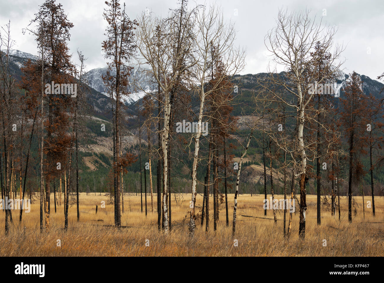 Jasper trees hi-res stock photography and images - Alamy