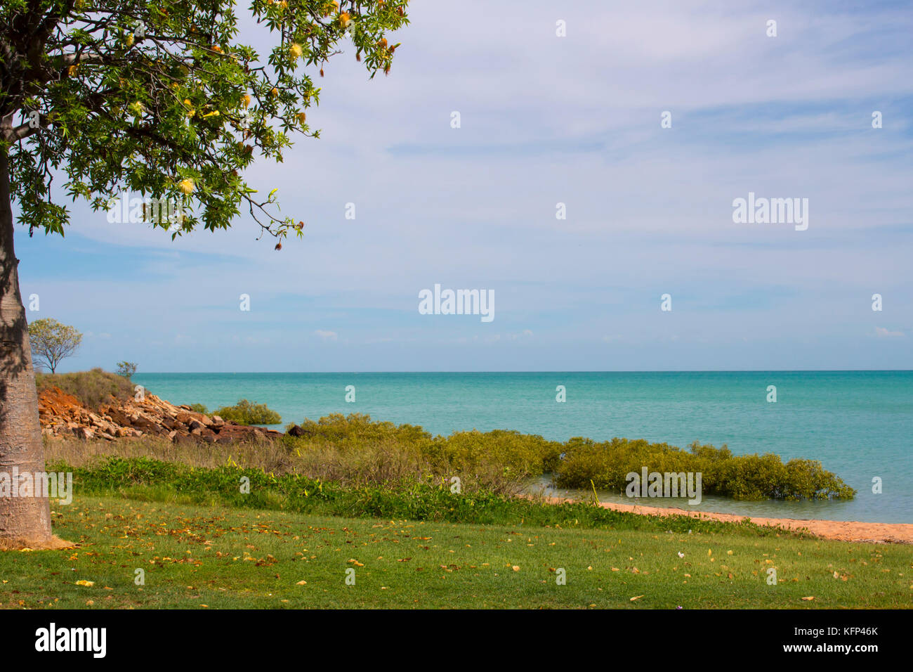 Flowering Boab tree Adansonia Gregorii on Town Beach in tourist town of ...