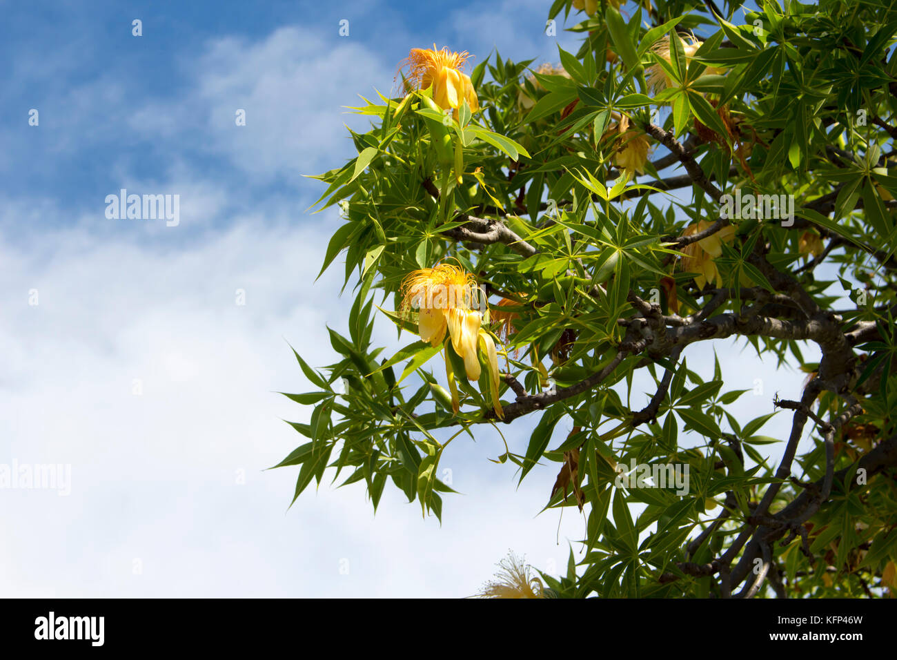 Flowering Boab tree Adansonia Gregorii on Town Beach in tourist town of ...