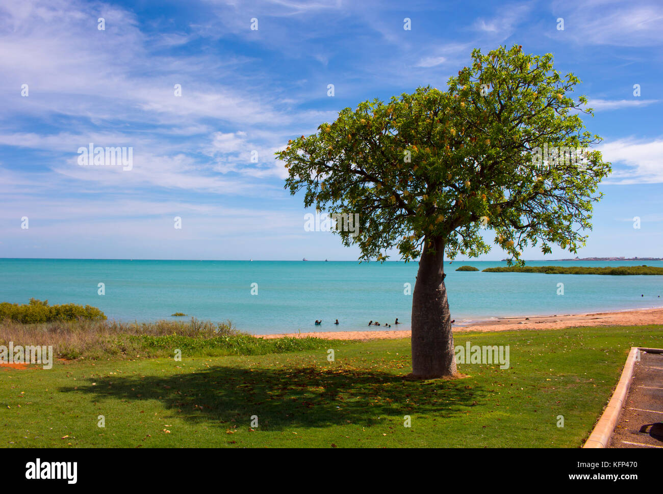 Flowering Boab tree Adansonia Gregorii on Town Beach in tourist town of ...