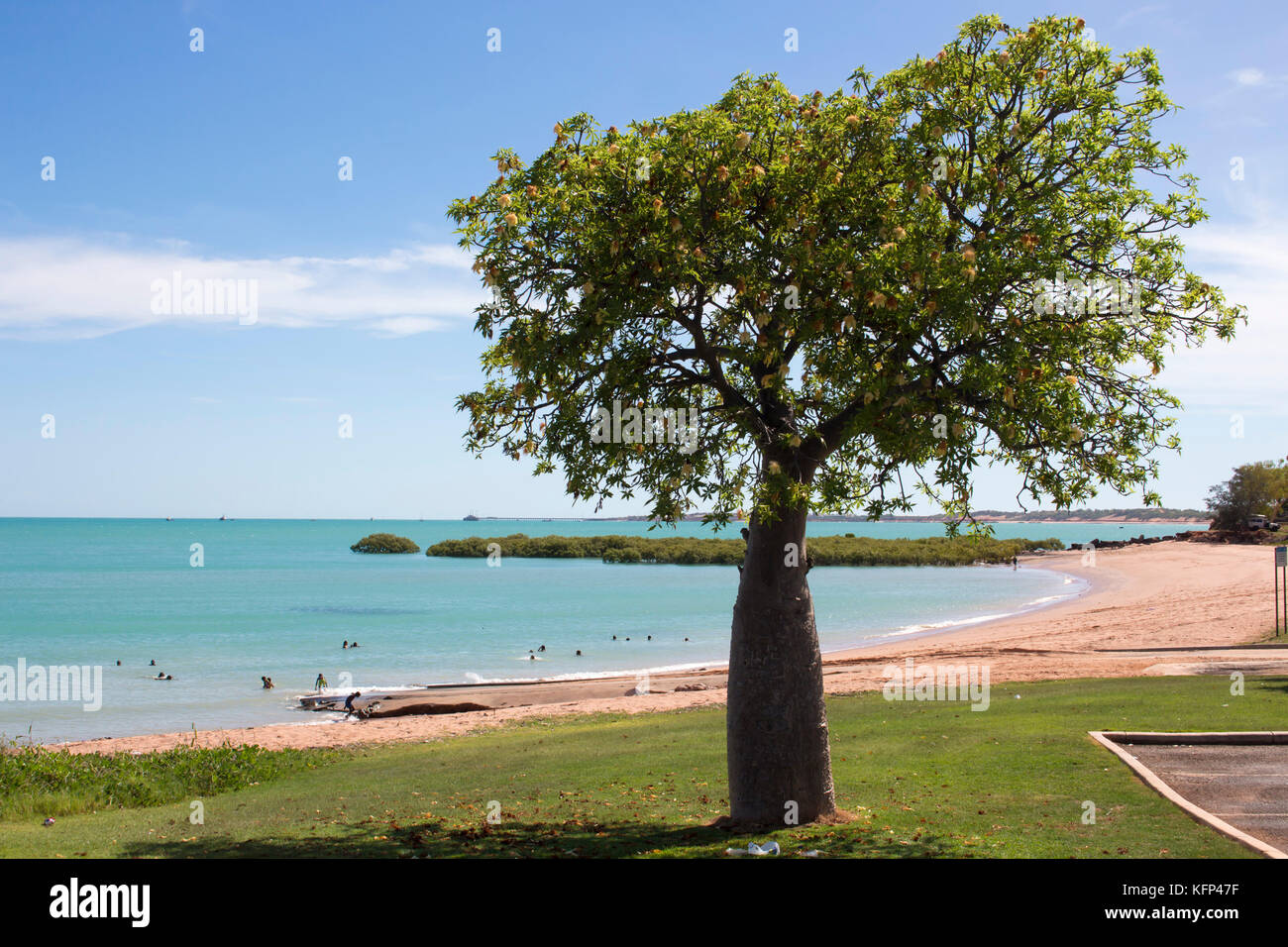 Flowering Boab tree Adansonia Gregorii on Town Beach in tourist town of ...