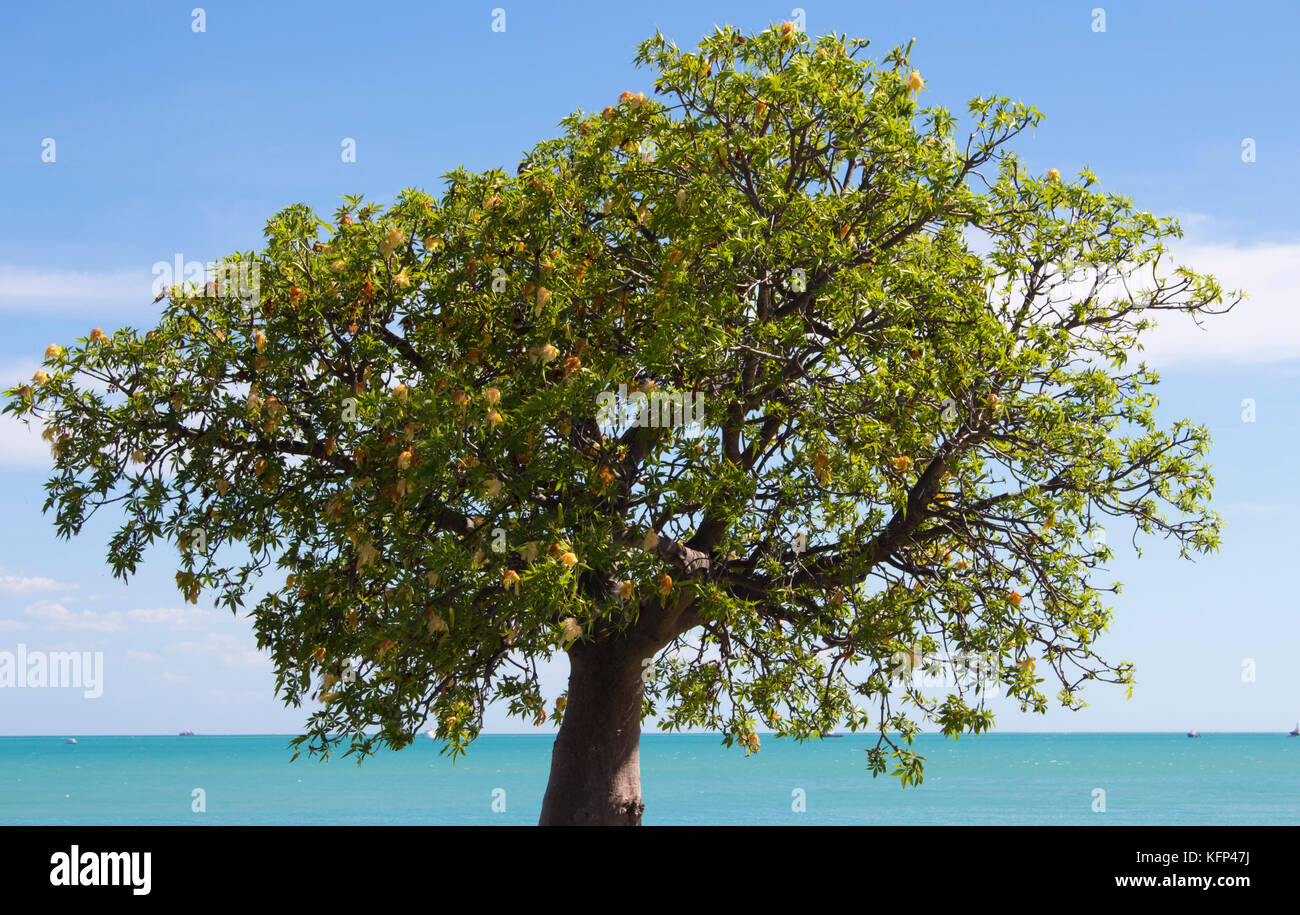 Flowering Boab tree Adansonia Gregorii on Town Beach in tourist town of ...