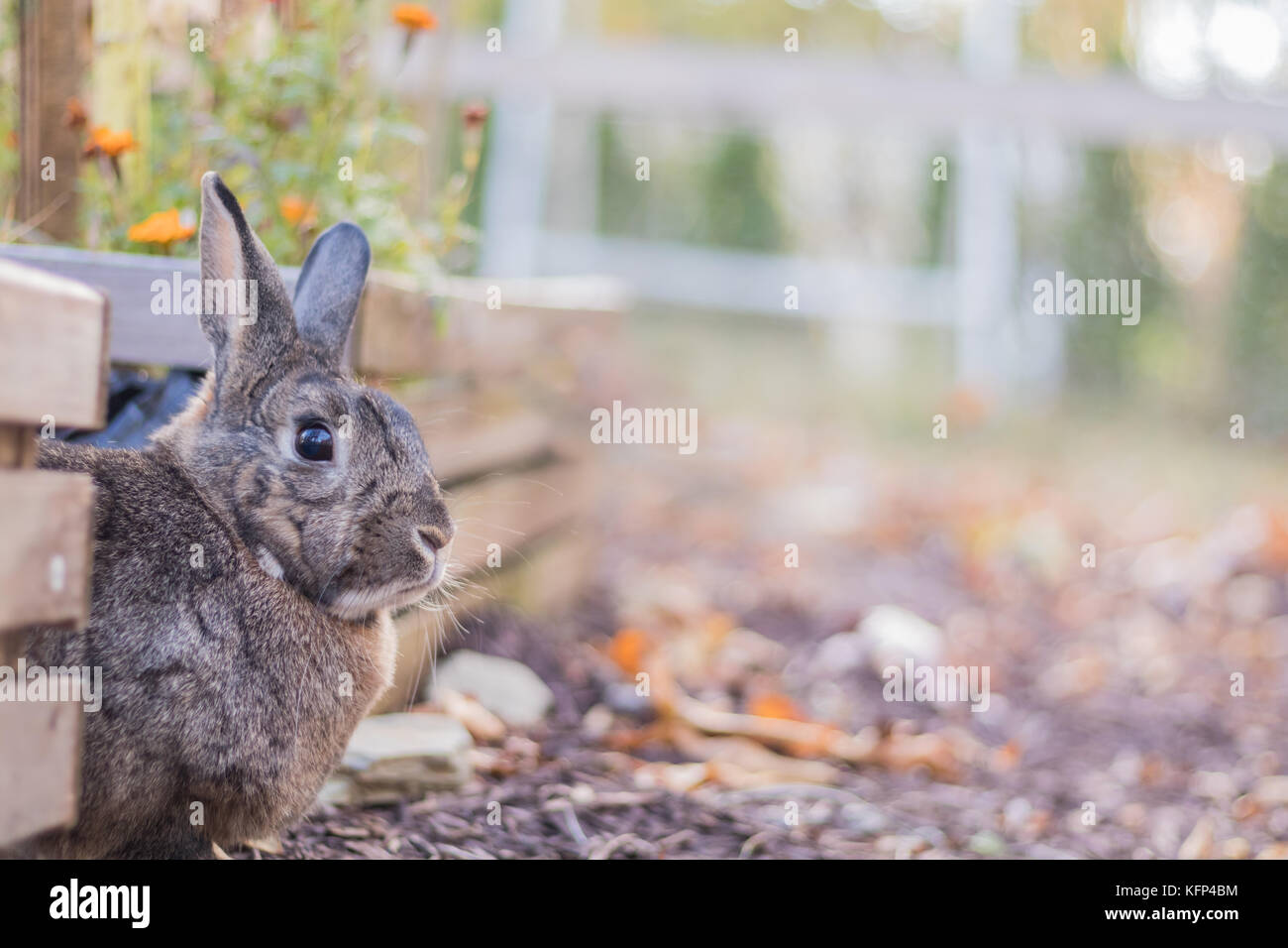 Gray and white domestic bunny rabbit in soft lighting and shallow depth ...