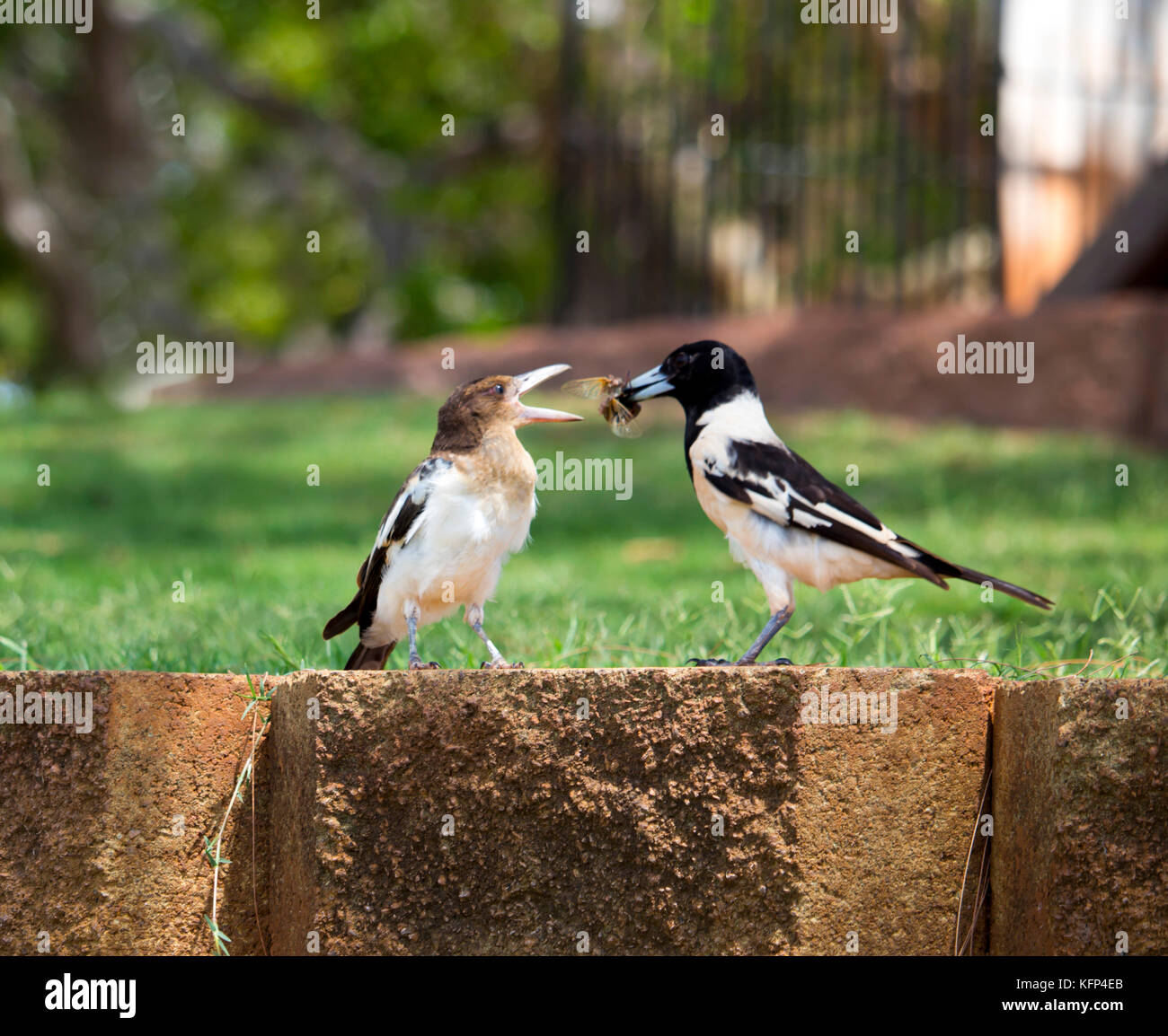 Australian pied butcherbird cracticus nigrogularis High Resolution ...