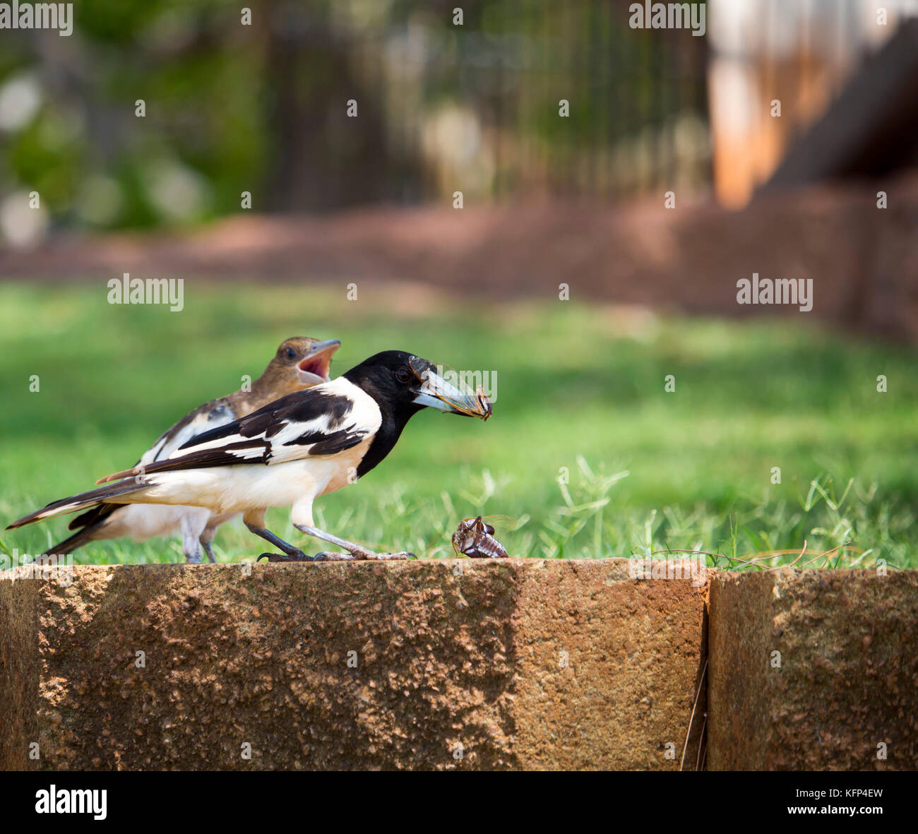 Female pied butcherbird (Cracticus nigrogularis) a songbird native to ...