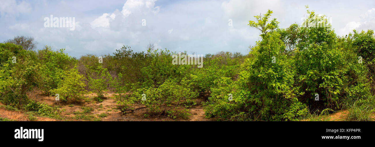 Tropical landscape at Coconut Wells north of Broome , North Western ...