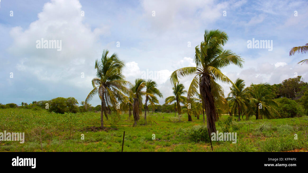 Tropical landscape at Coconut Wells north of Broome , North Western ...