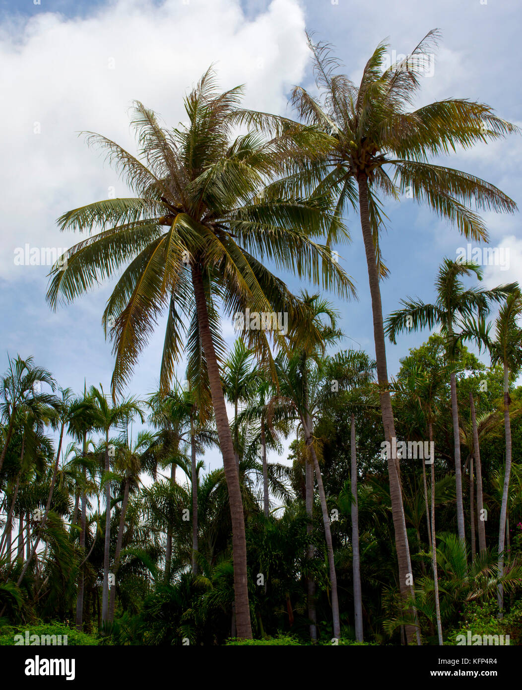 Wet season broome hi-res stock photography and images - Alamy