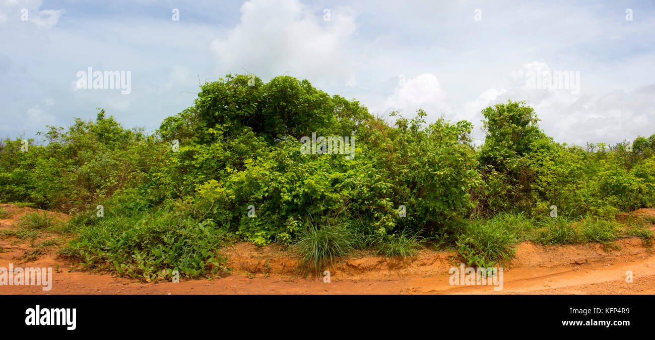 Tropical landscape at Coconut Wells north of Broome , North Western ...