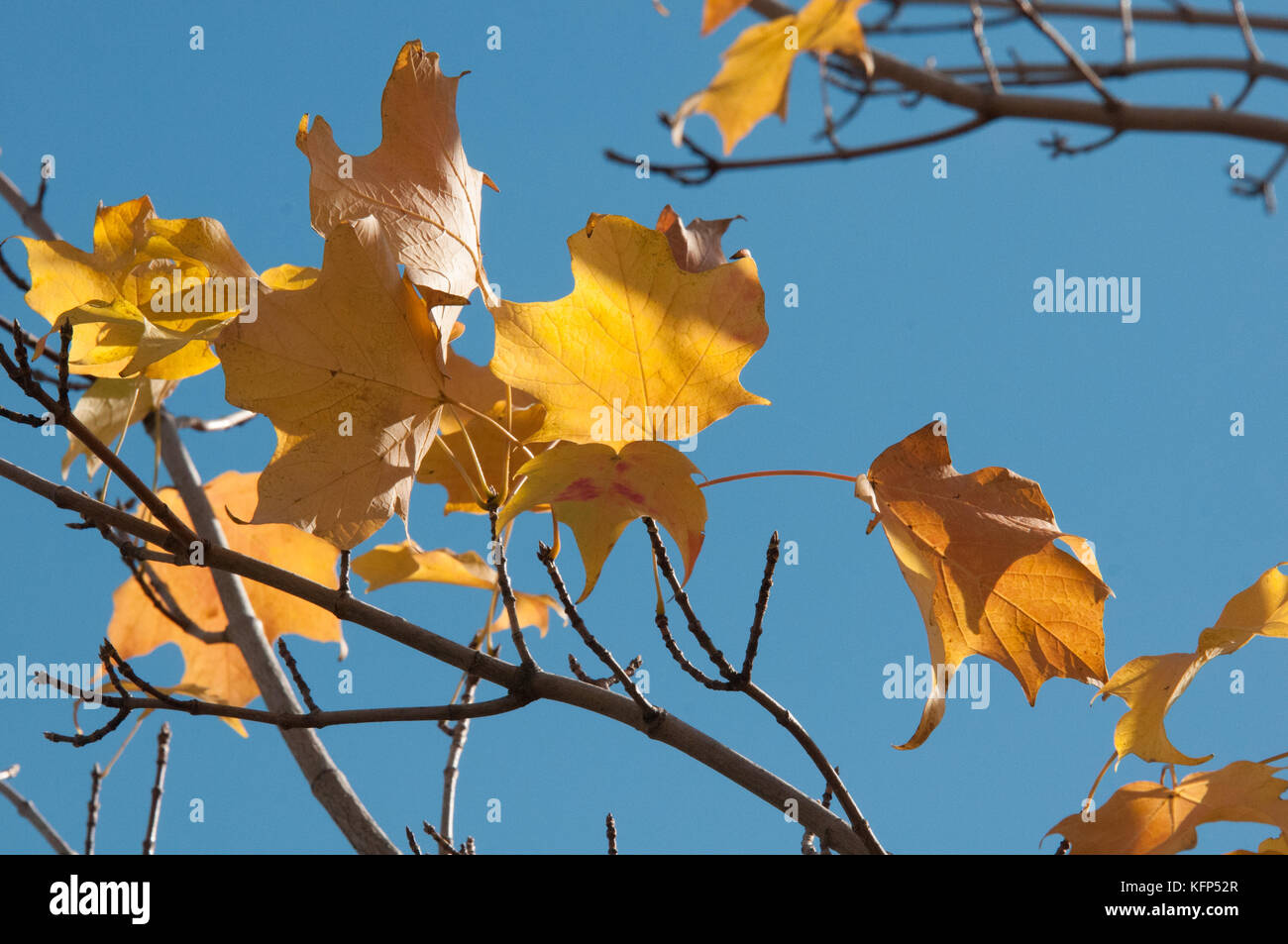 Translucent leaves hi-res stock photography and images - Alamy