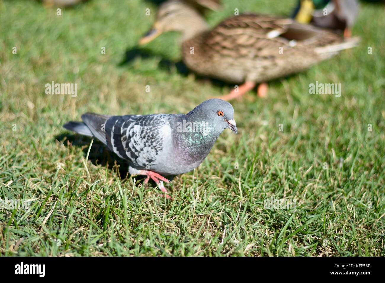 Columbidae hi-res stock photography and images - Alamy