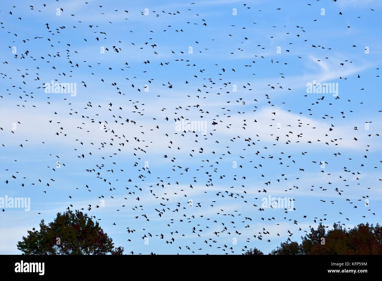 American murmuration hi-res stock photography and images - Alamy