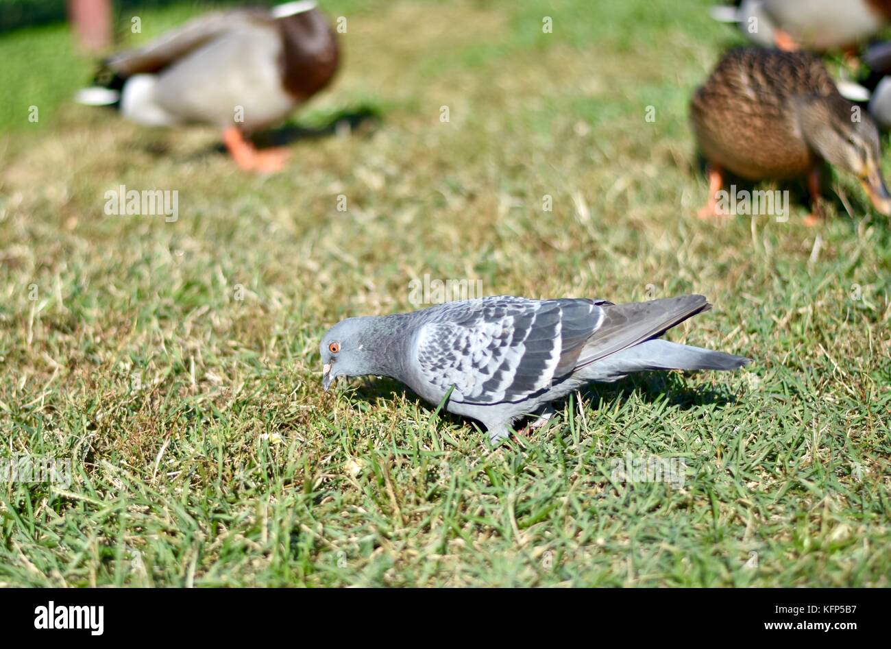 Columbidae hi-res stock photography and images - Alamy