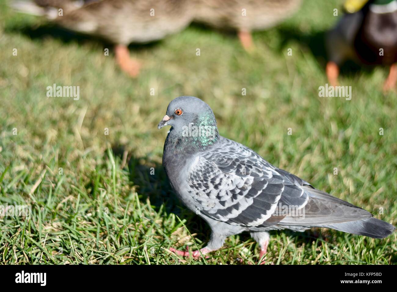 Columbidae hi-res stock photography and images - Alamy