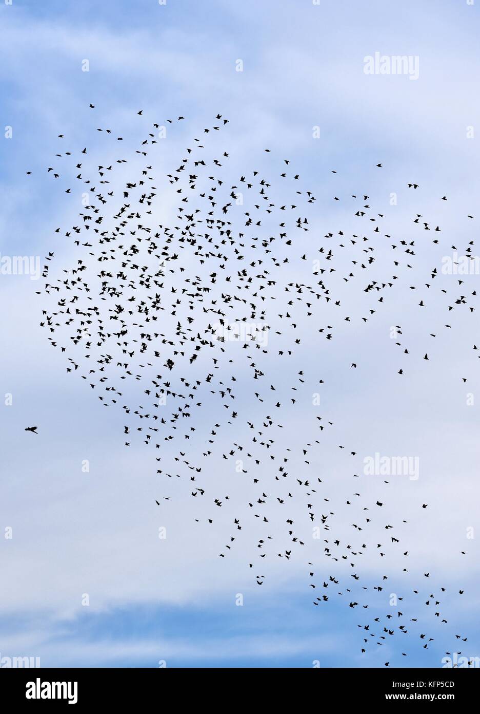 American murmuration hi-res stock photography and images - Alamy