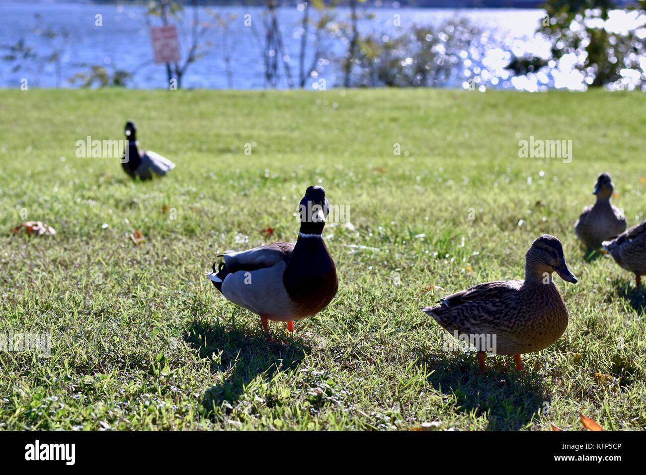 Mallard duck (Anas platyrhynchos Stock Photo - Alamy