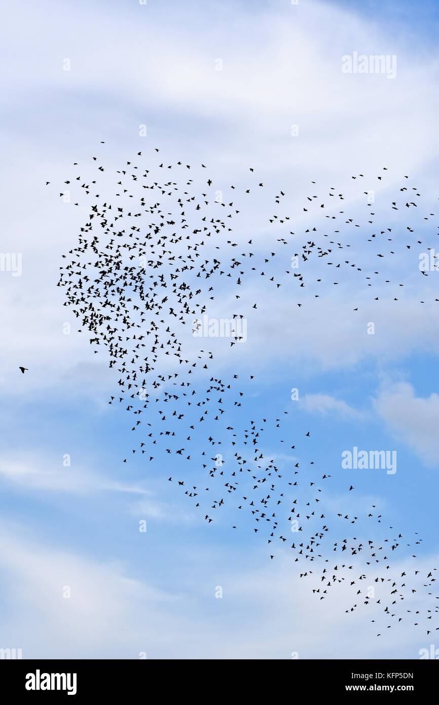 Starling murmuration usa hi-res stock photography and images - Alamy