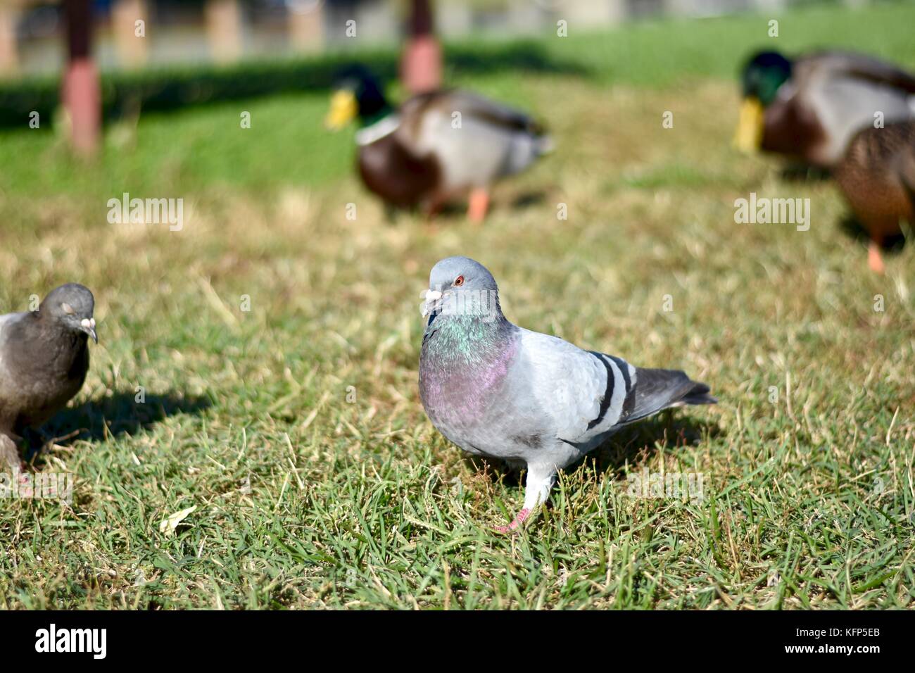 Columbidae hi-res stock photography and images - Alamy