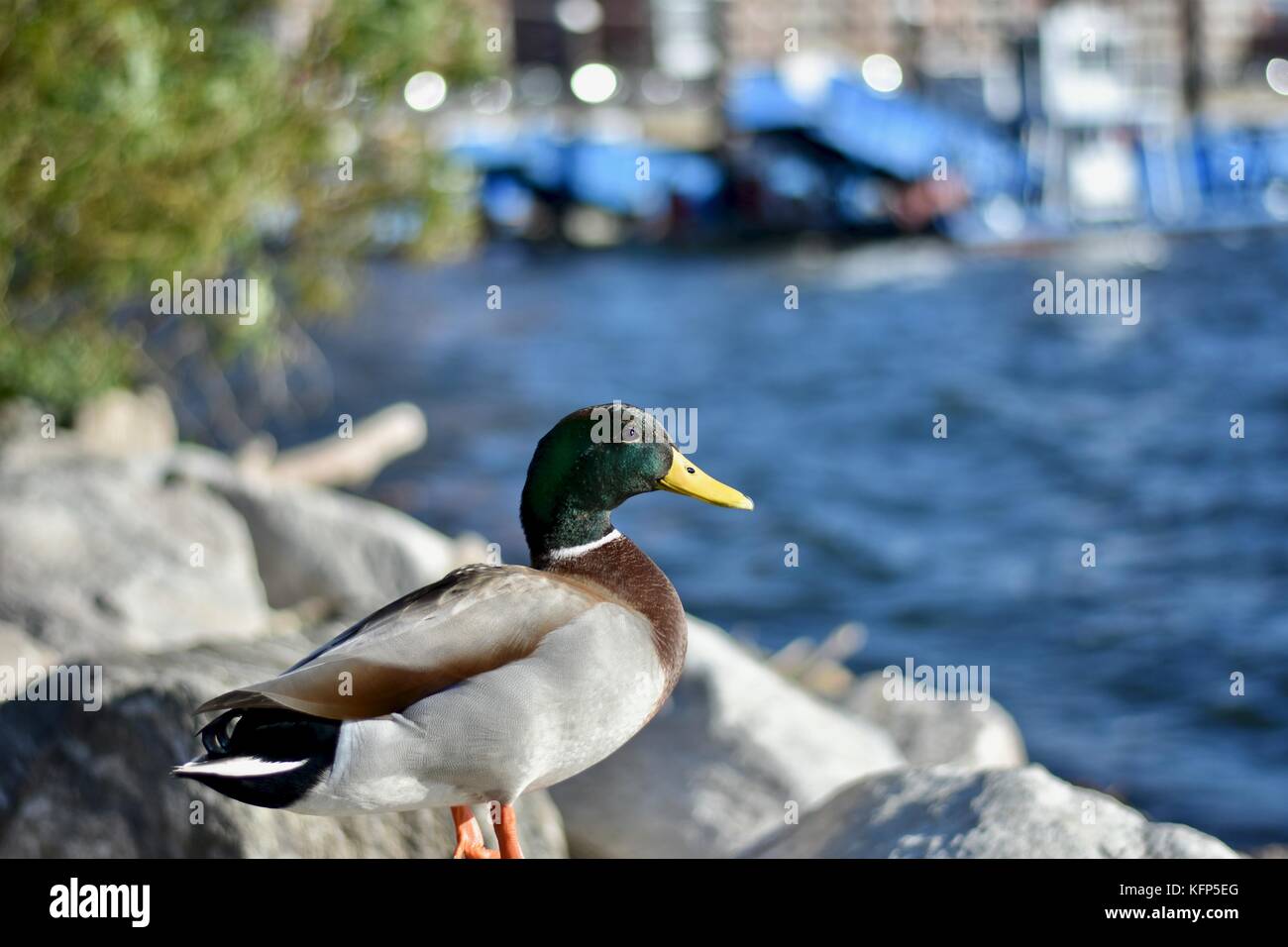 Mallard duck (Anas platyrhynchos Stock Photo - Alamy
