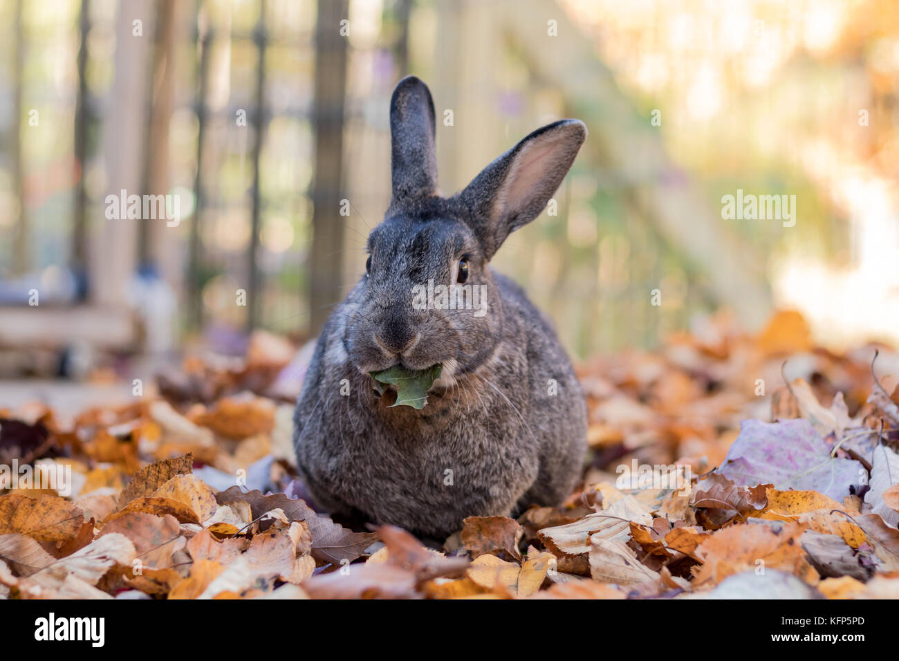 Gray and white domestic bunny rabbit munches on crispy fallen leaves in ...