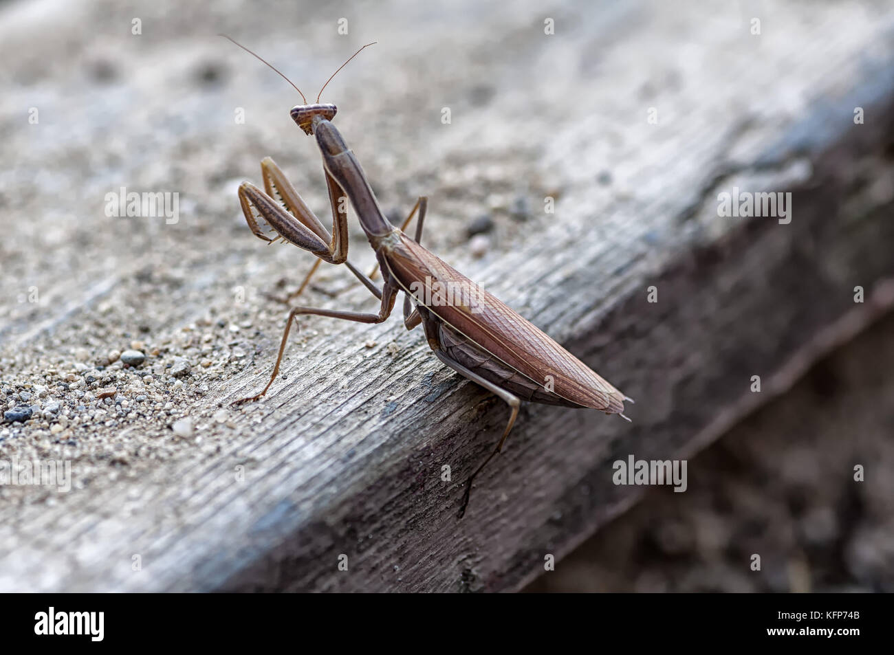 Closeup of a Praying Mantis or the European mantis. Shallow depth of ...