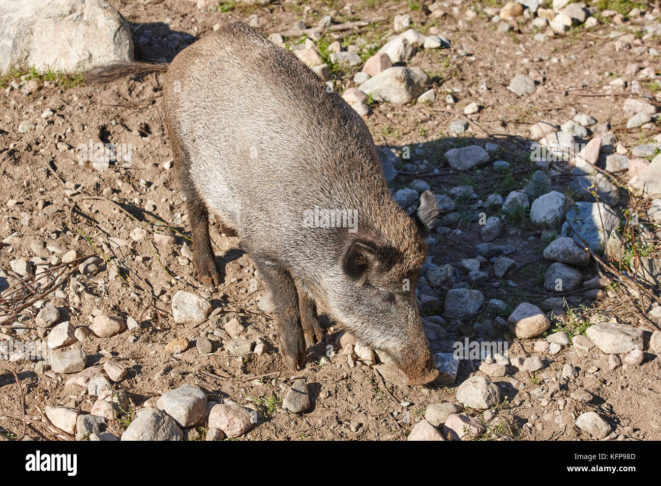 Female wild boar feeding on the ground. Animal background. Horizontal ...