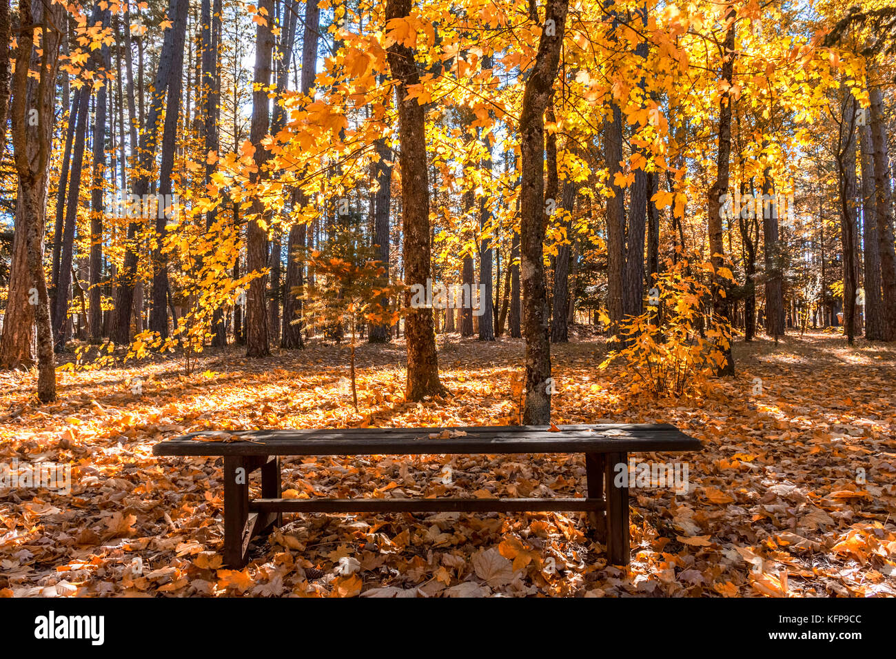 Autumn forest trees backlit by sunlight before sunset Stock Photo - Alamy