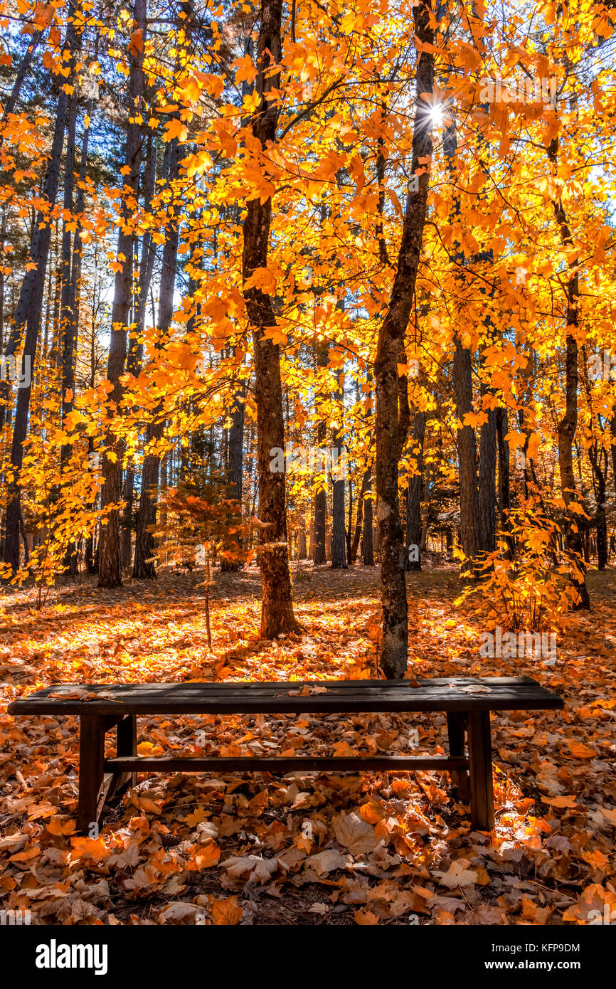 Autumn forest trees backlit by sunlight before sunset Stock Photo - Alamy