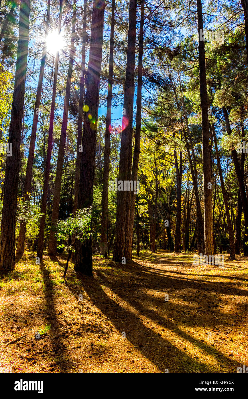 Autumn forest trees backlit by sunlight before sunset Stock Photo - Alamy