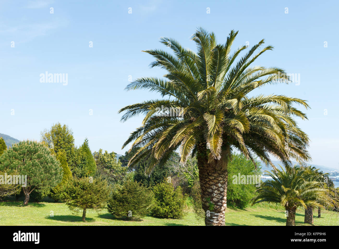 Palm tree walk way hi-res stock photography and images - Alamy