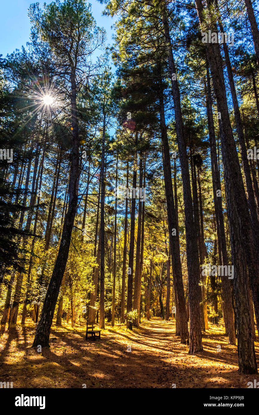 Autumn forest trees backlit by sunlight before sunset Stock Photo - Alamy