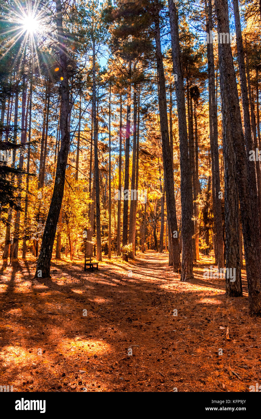 Autumn forest trees backlit by sunlight before sunset Stock Photo - Alamy