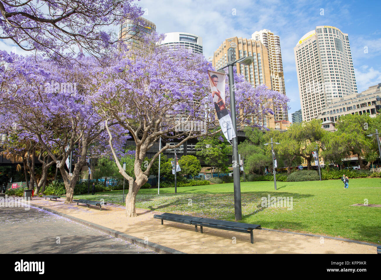 First Fleet Park in Sydney with blooming jacaranda trees and Four ...