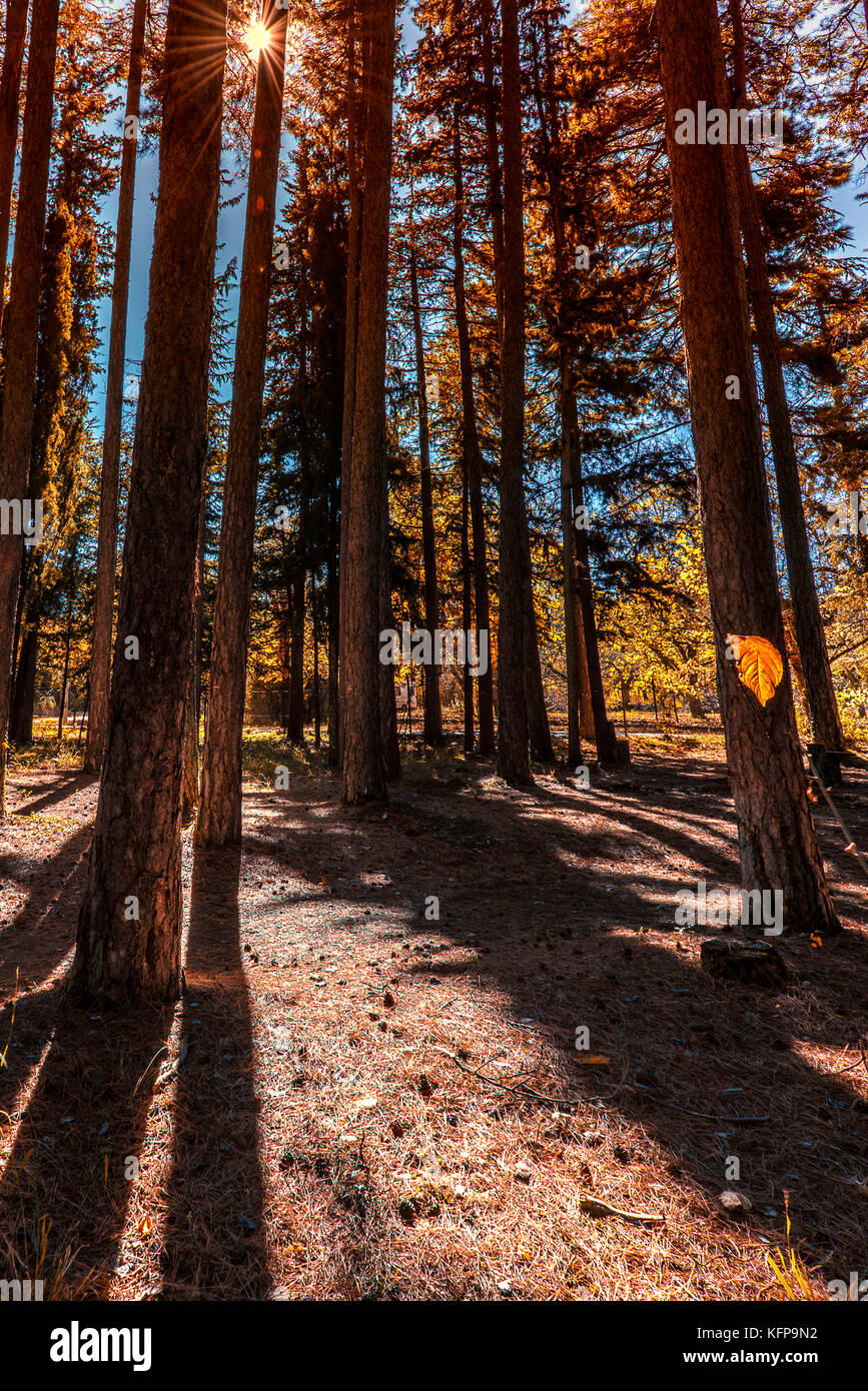 Autumn forest trees backlit by sunlight before sunset Stock Photo - Alamy