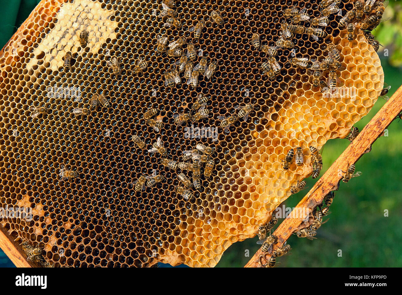 Close up view of the working bees on the honeycomb with sweet honey ...