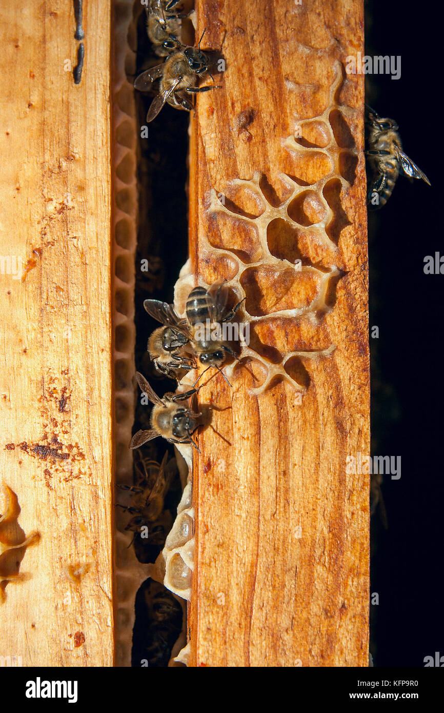 Close up view of the opened hive body showing the frames populated by ...