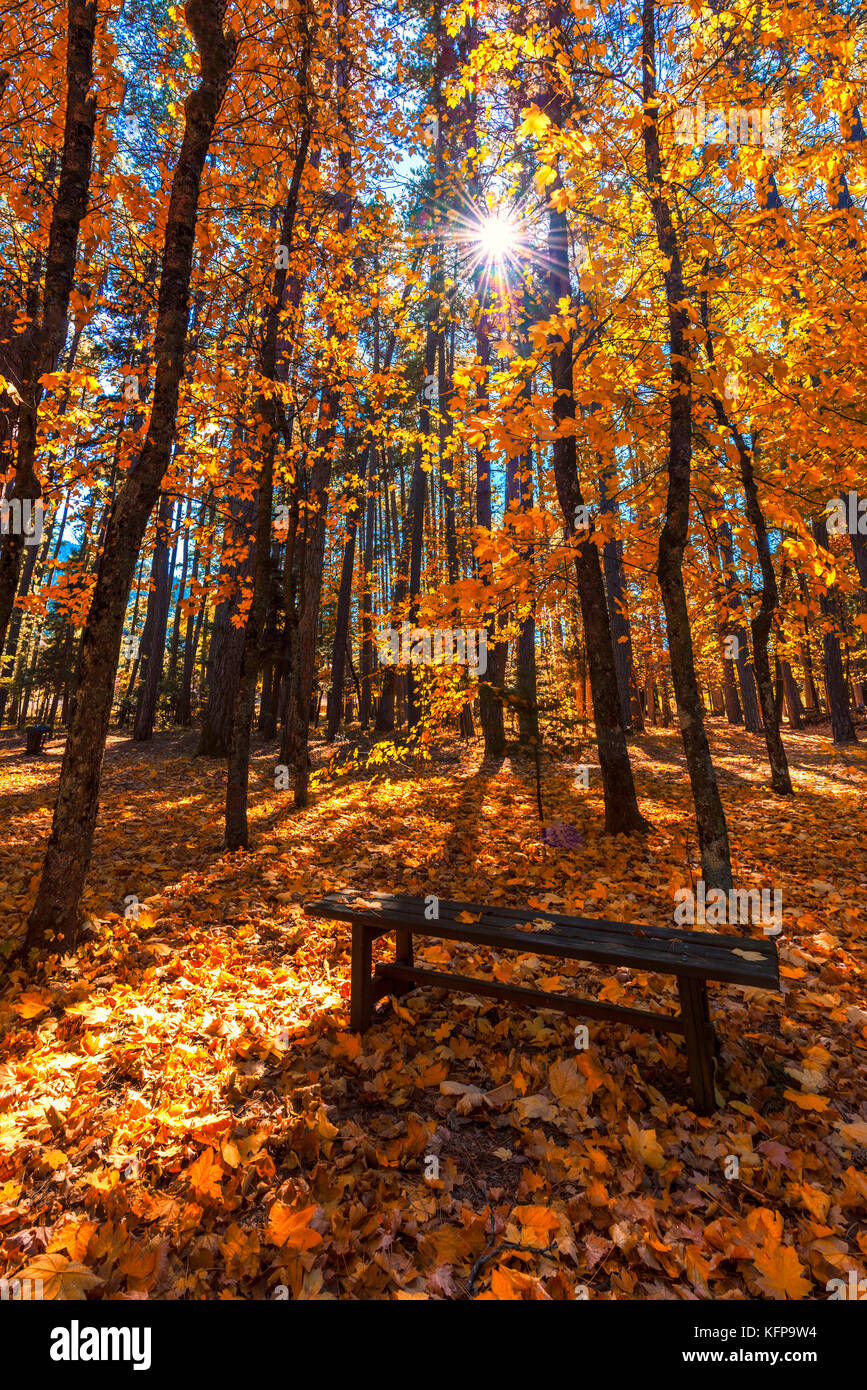 Autumn forest trees backlit by sunlight before sunset Stock Photo - Alamy