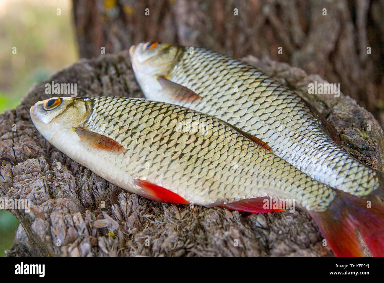 Close up view of two freshwater common rudd fish known as scardinius ...