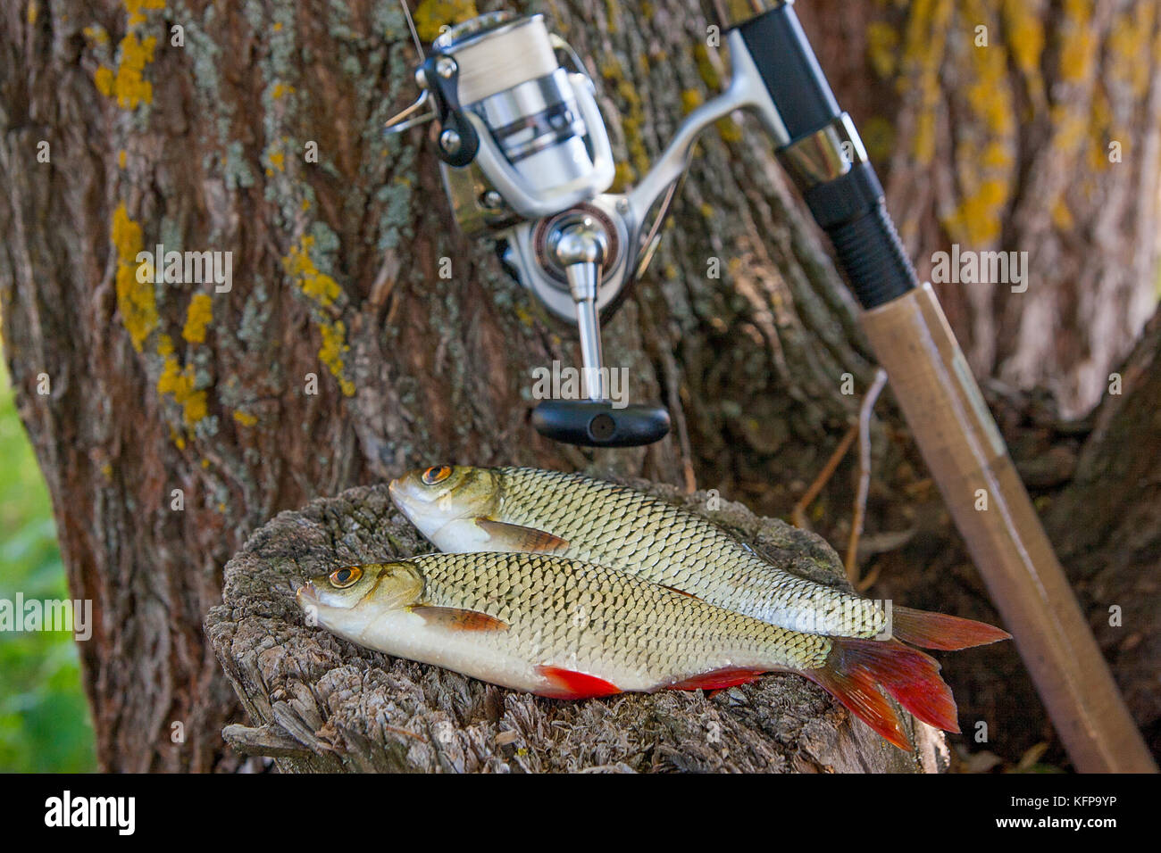 Close up view of two freshwater common rudd fish known as scardinius ...