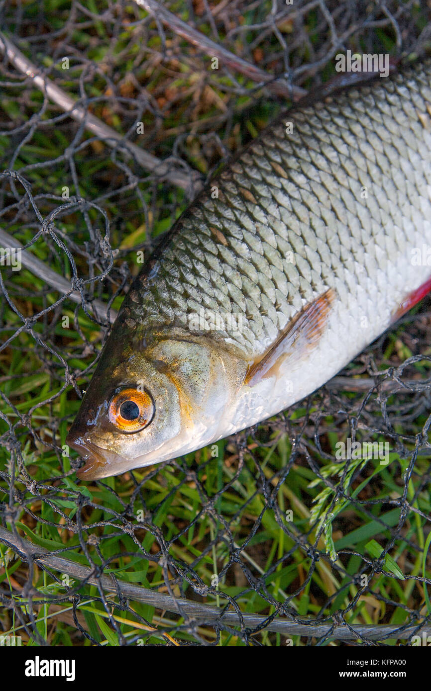 Close up view of two freshwater common rudd fish known as scardinius ...
