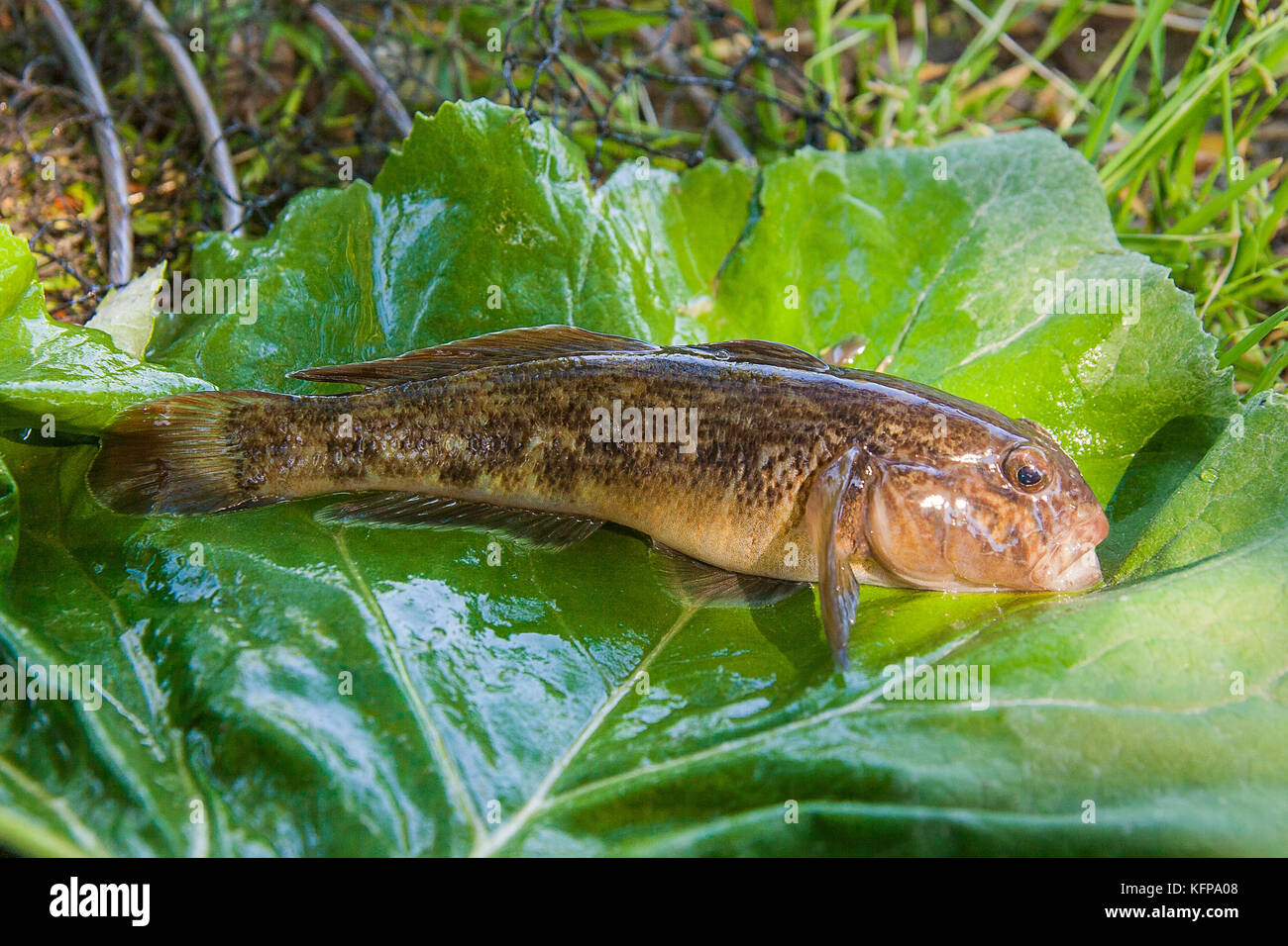 Bullhead fish hi-res stock photography and images - Alamy