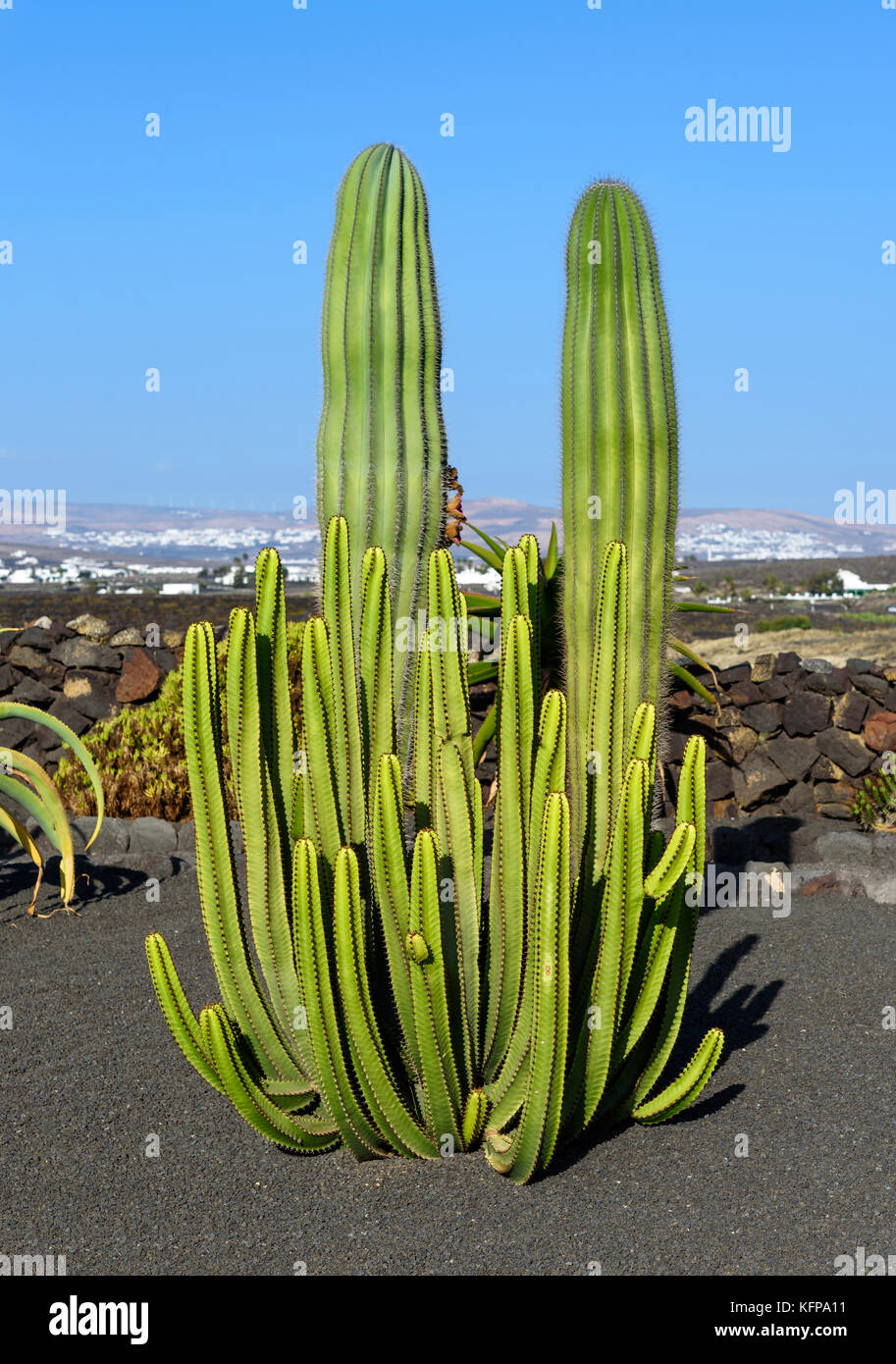 Cactus with soil hi-res stock photography and images - Alamy