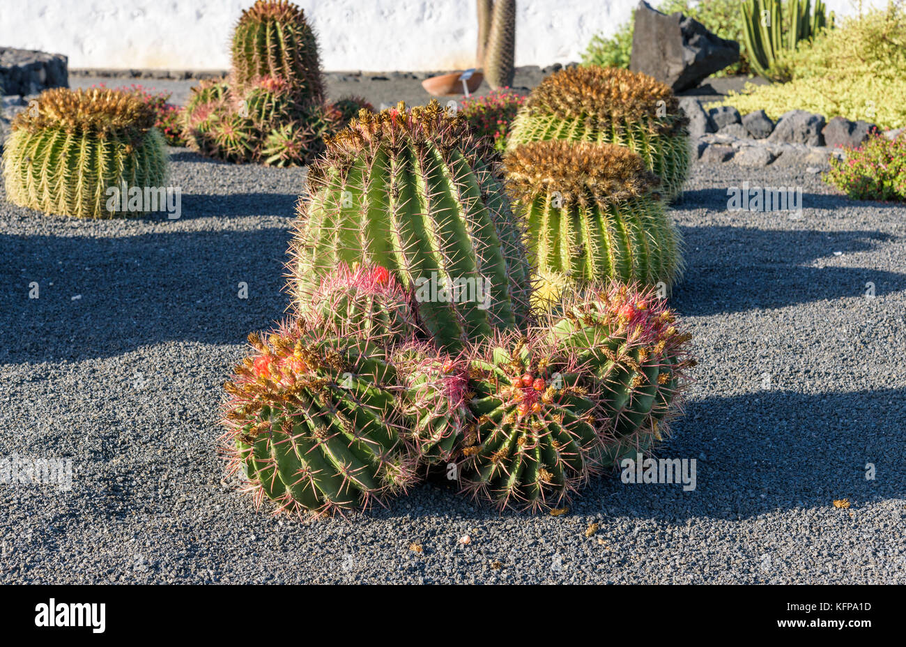 huge spherical cactus in the cactus garden Stock Photo - Alamy