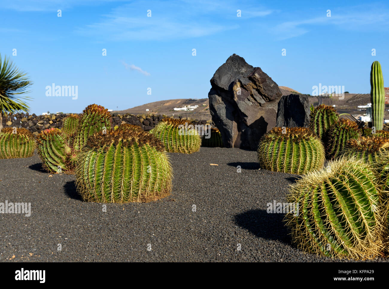 huge spherical cactus in the cactus garden Stock Photo - Alamy