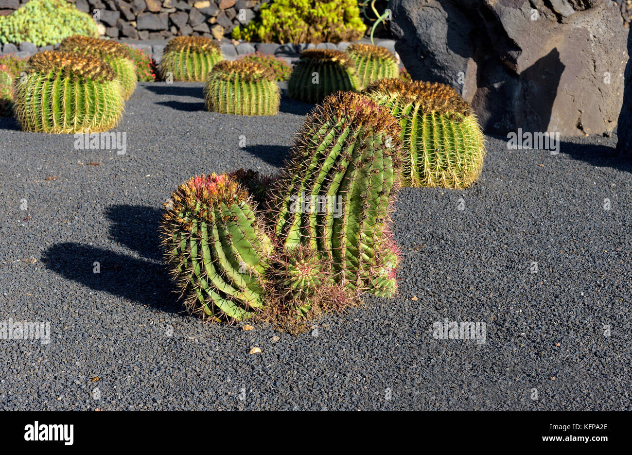 huge spherical cactus in the cactus garden Stock Photo - Alamy