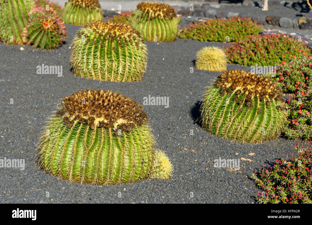 huge spherical cactus in the cactus garden Stock Photo - Alamy