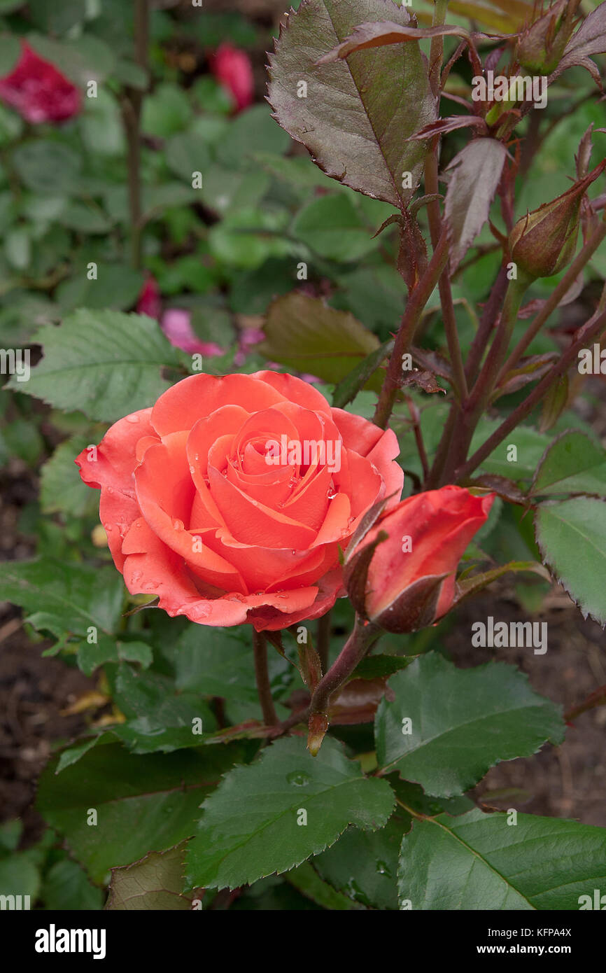 Beautiful red rose opens hi-res stock photography and images - Alamy