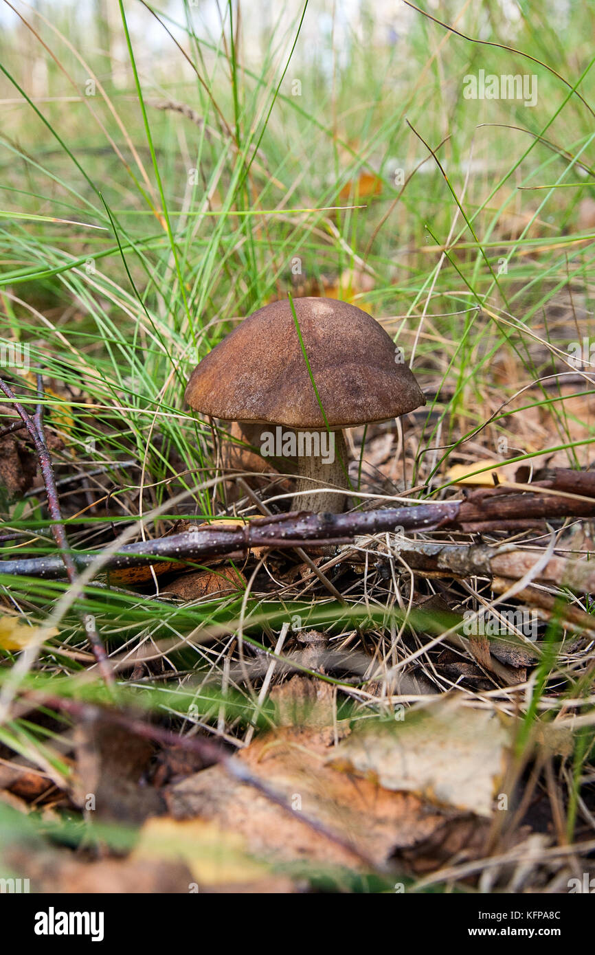 Close up view of edible forest mushroom brown cap boletus growing in ...