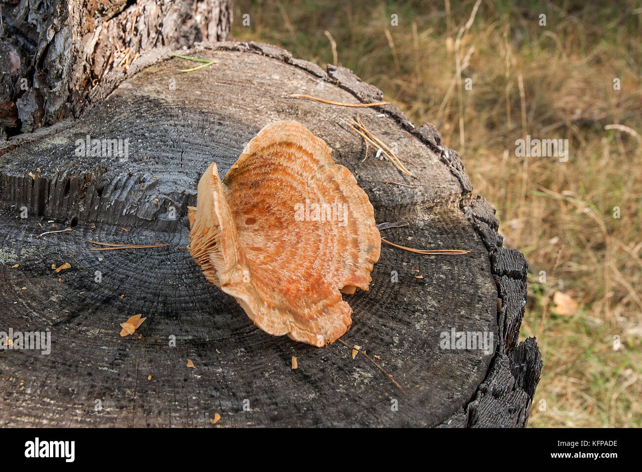 Harvested at autumn amazing edible mushroom Saffron Milk Cap known as ...